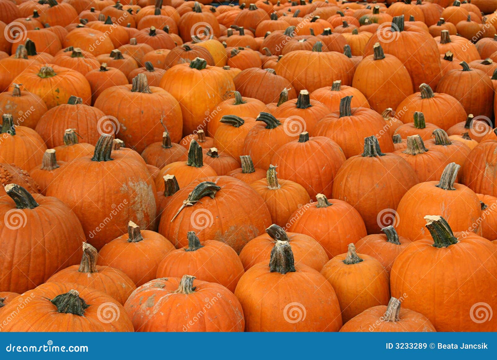 Pumpkins stock image. Image of produce, pumpkins, carve - 3233289