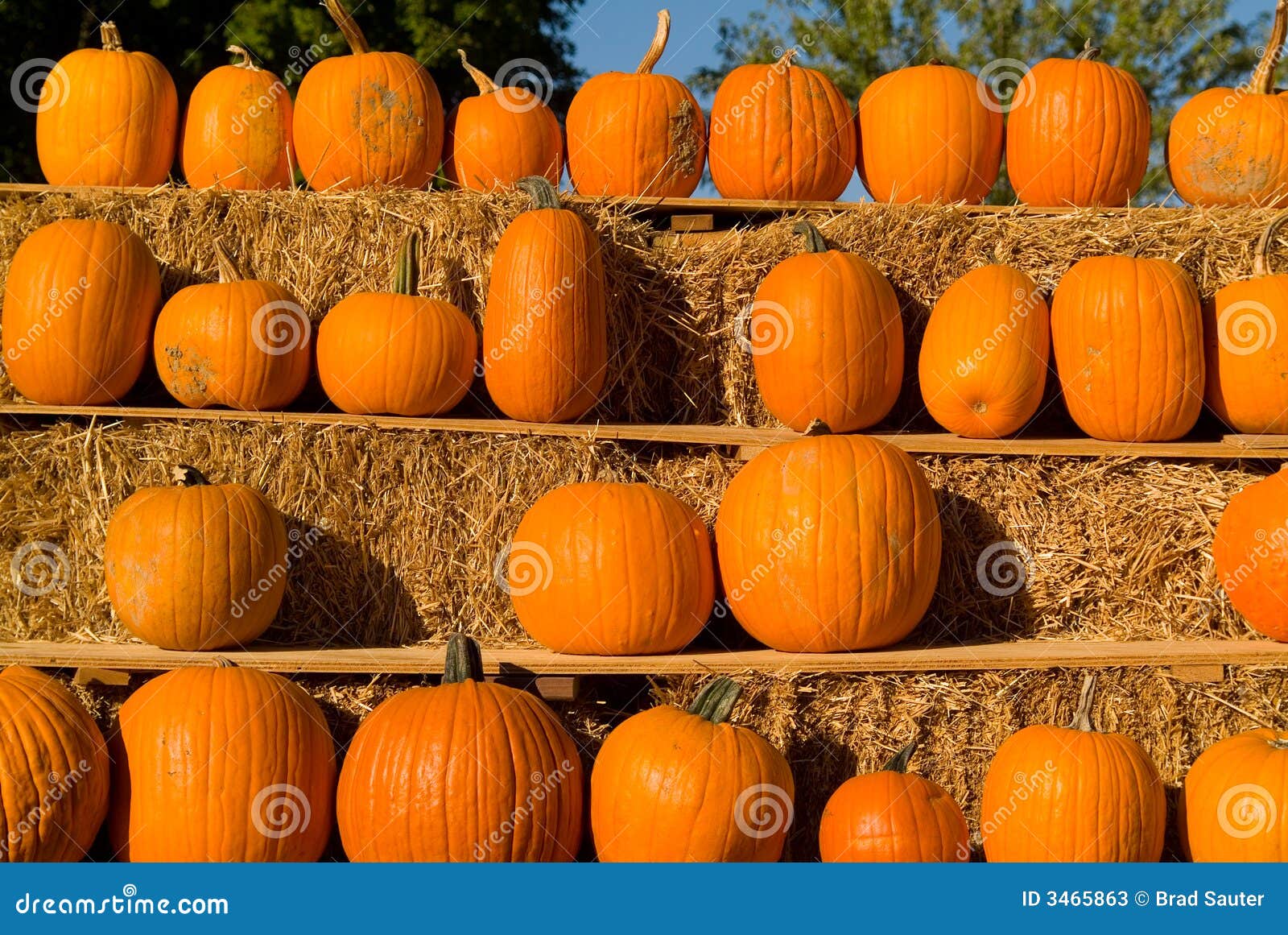 Pumpkins stock image. Image of natural, october, production - 3465863