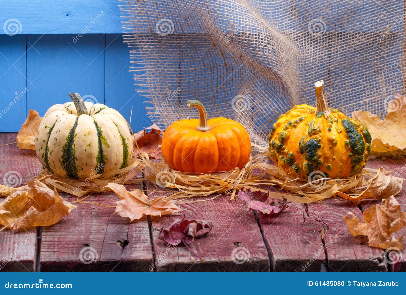 Pumpkins and autumn leaves stock photo. Image of autumn - 61485080