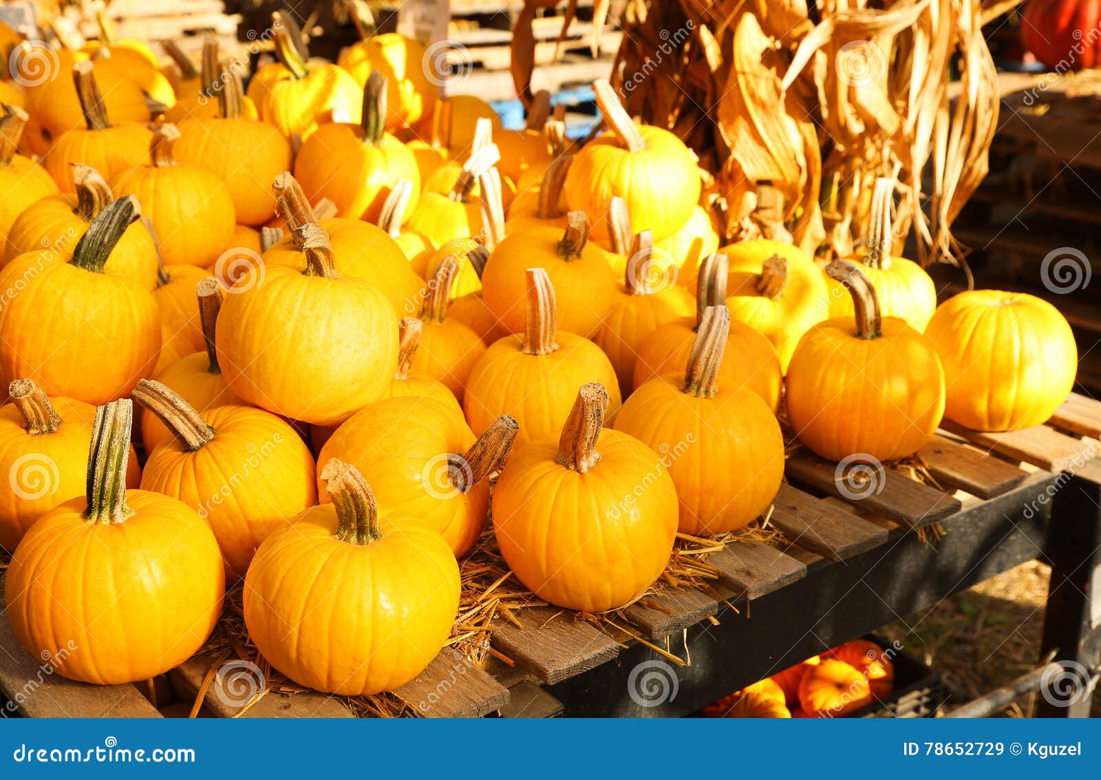 Pumpkins on the Autumn Market Stock Image - Image of autumn, season ...