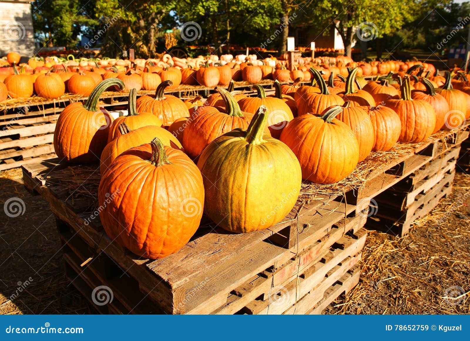 Pumpkins on the Autumn Market Stock Image - Image of market, fall: 78652759