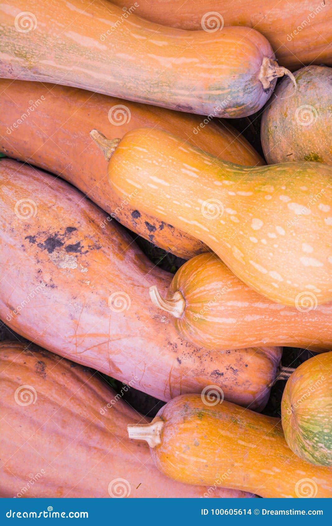Real Pumpkins In Farmer`s Field On Bright Sunny Day Stock Photography ...