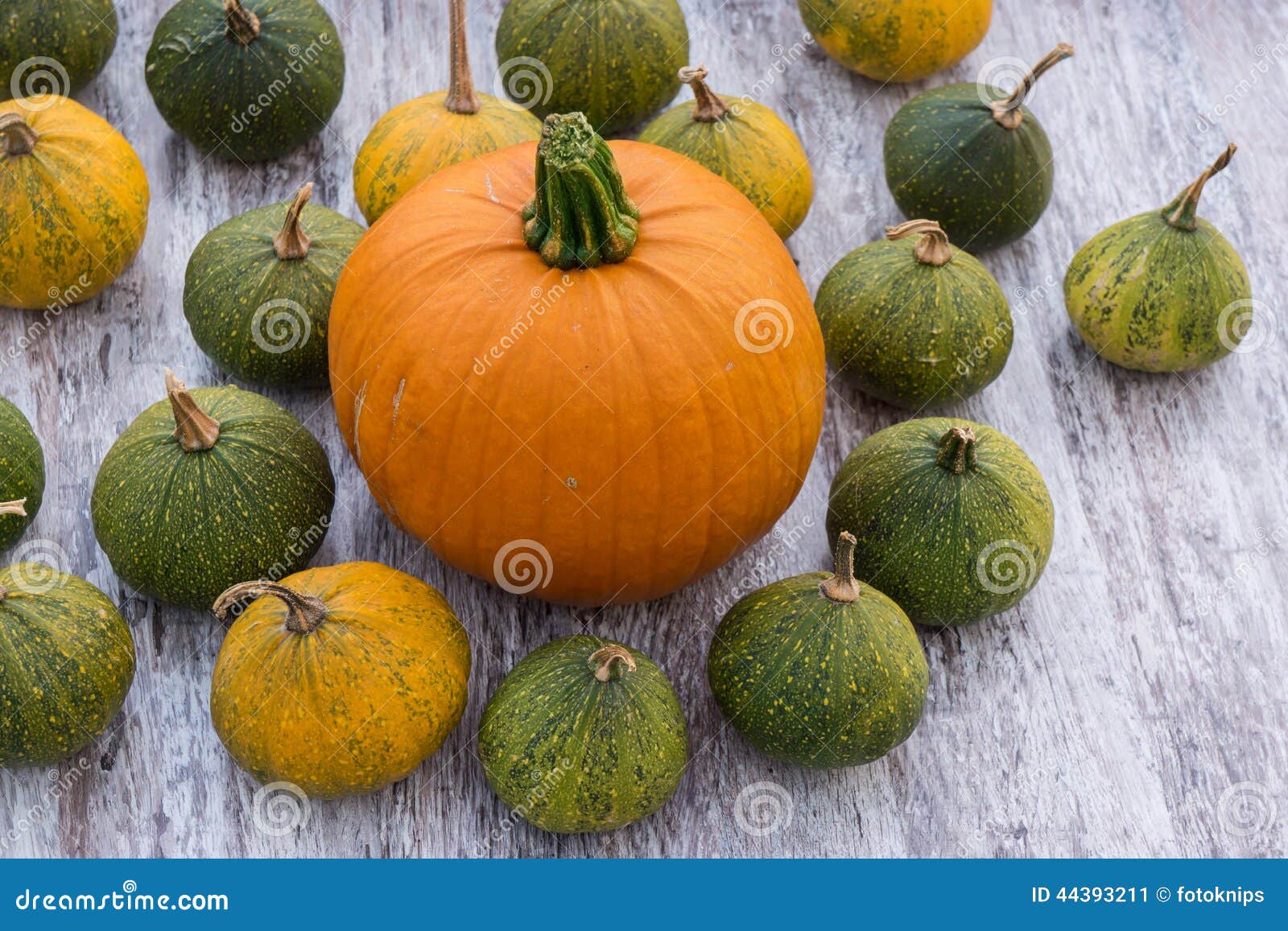 Pumpkins, big and small stock image. Image of garden - 44393211