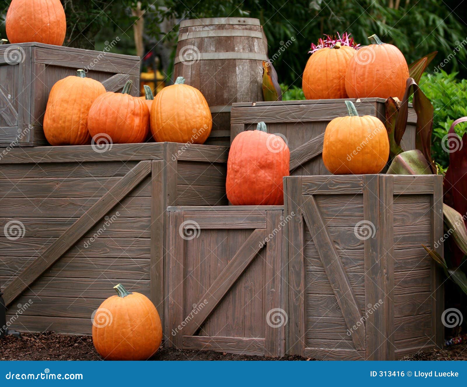 Pumpkins on Boxes stock photo. Image of pumpkin, thanksgiving - 313416