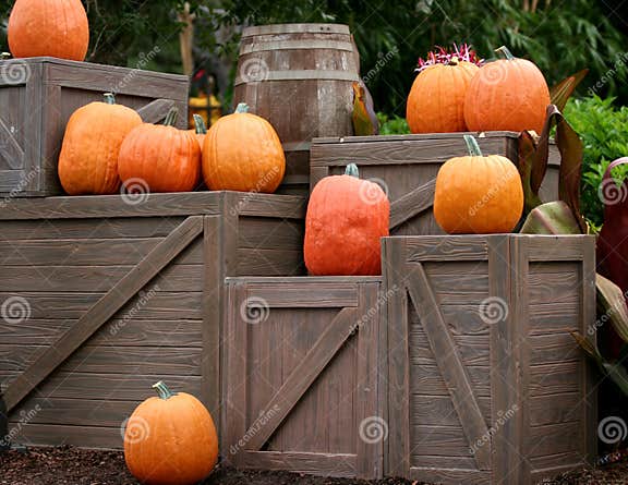 Pumpkins on Boxes stock photo. Image of pumpkin, thanksgiving - 313416