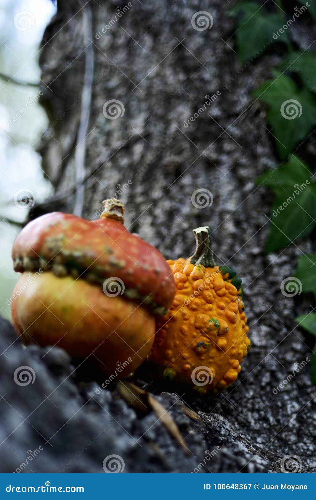 Pumpkins in the Branch of a Tree Stock Image - Image of assortment ...