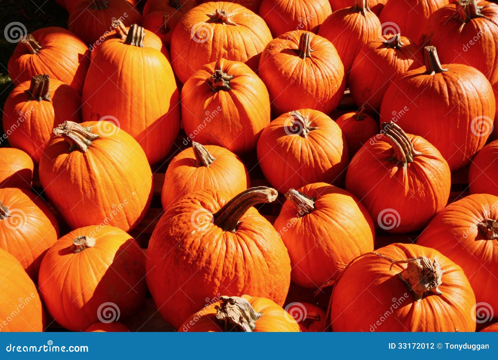 Pumpkins stock photo. Image of fall, thanksgiving, holidays - 33172012