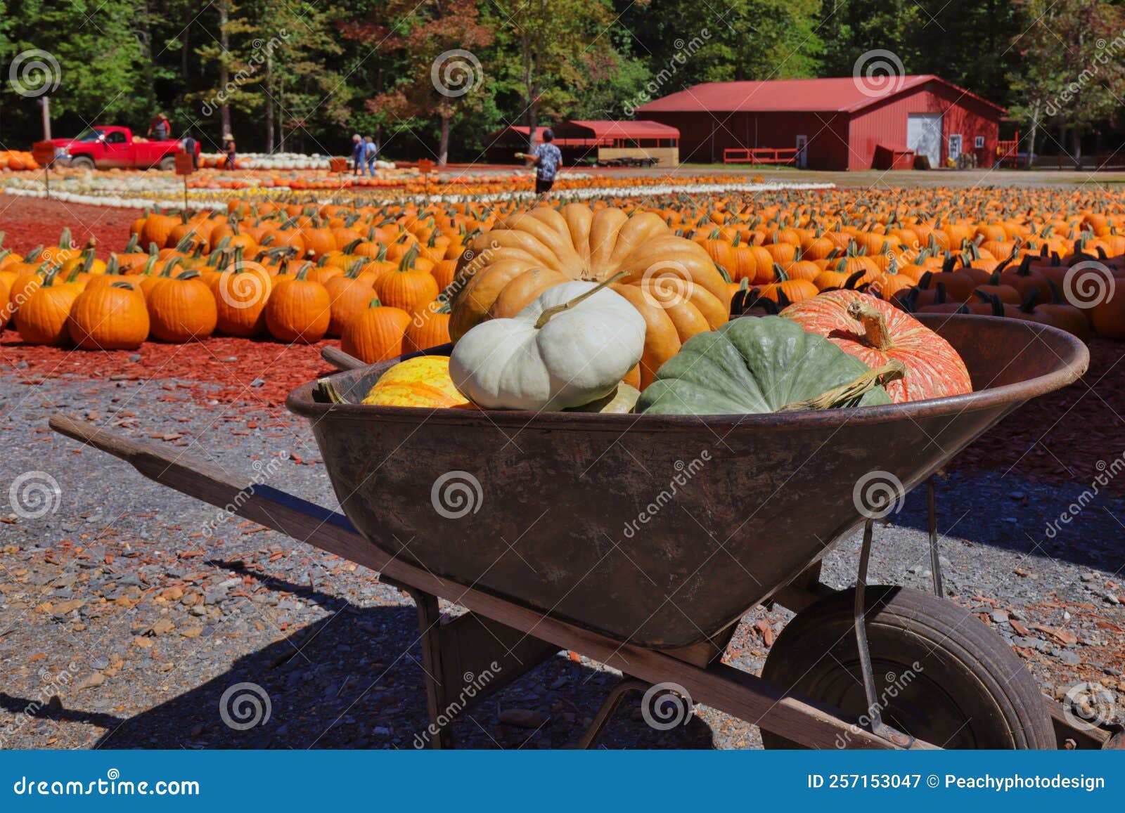 Pumpkins Close Up on a Wheel Barrel Stock Image - Image of nature ...