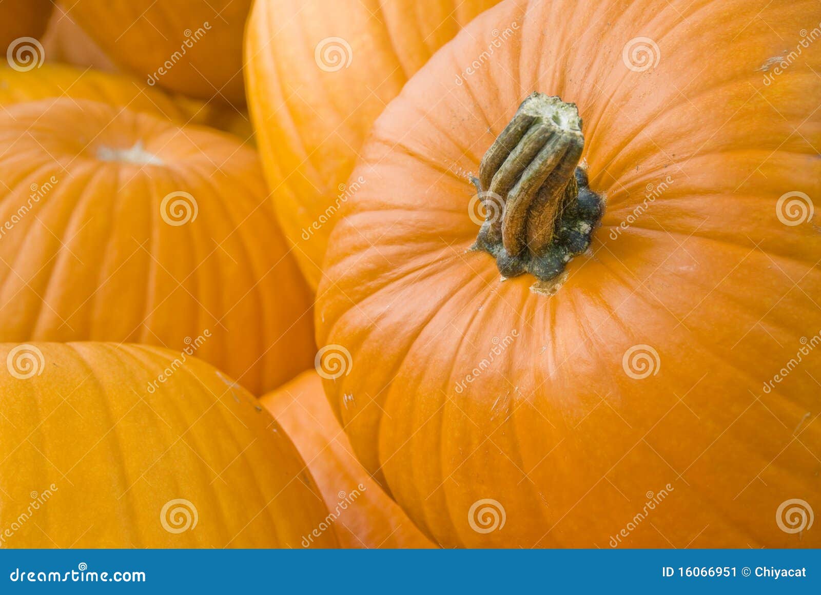 Pumpkins Closeup stock image. Image of harvest, festive - 16066951