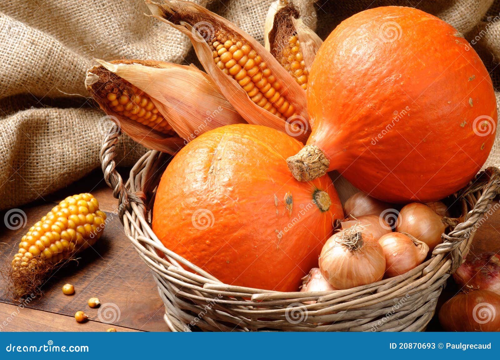 Pumpkins and corn stock image. Image of halloween, grain - 20870693
