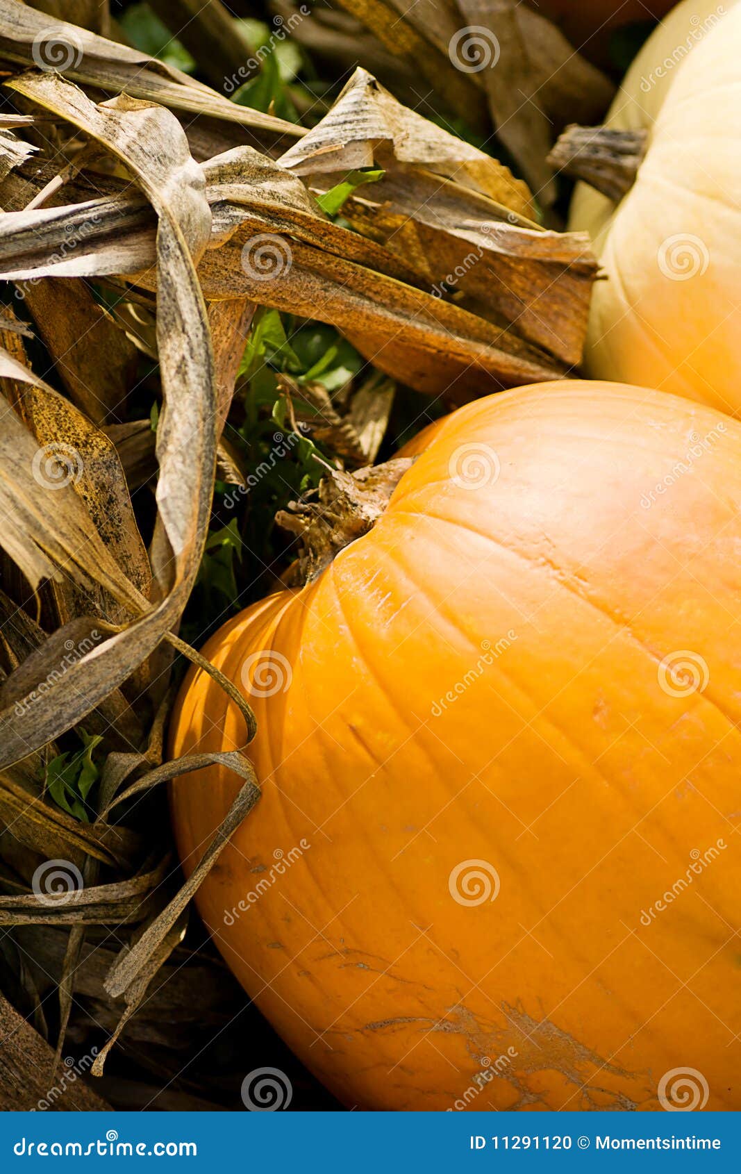 Pumpkins on Corn Stalks stock photo. Image of halloween - 11291120