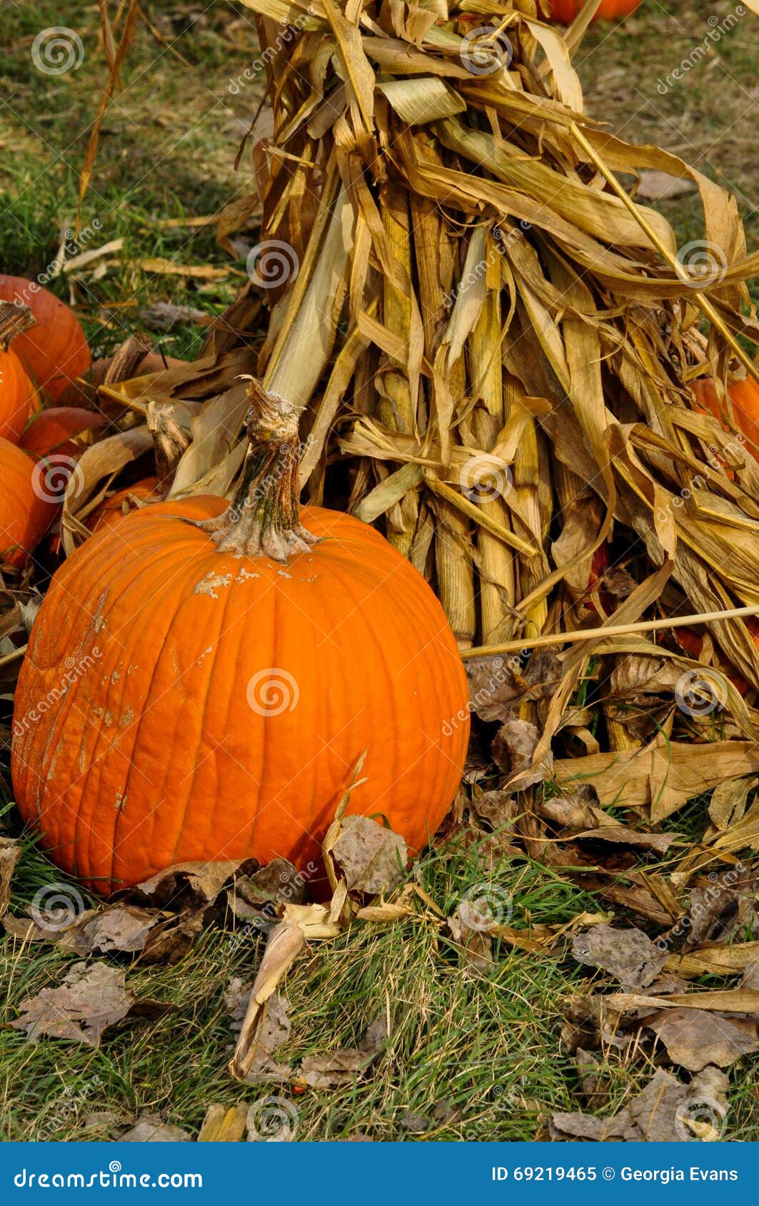 Pumpkins with Corn Stalks at Harvest Stock Image - Image of lanterns ...