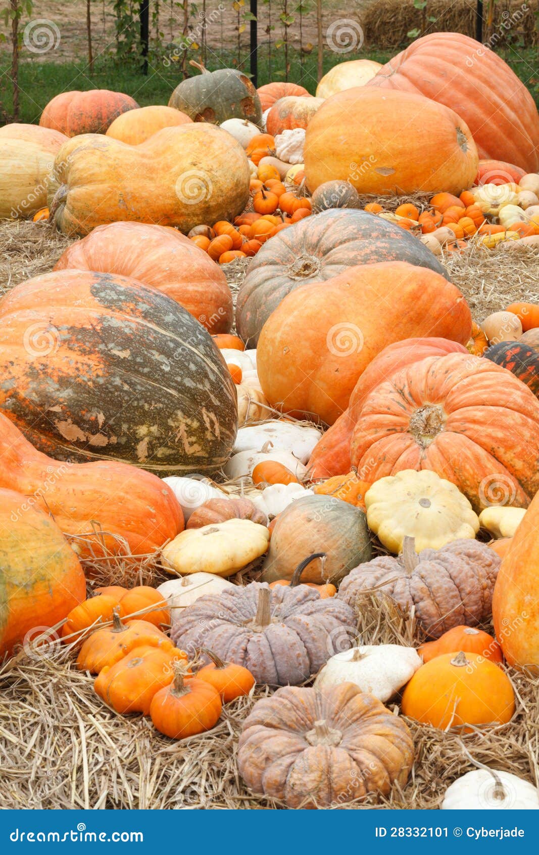 Pumpkins with Different Colours in the Field Stock Image - Image of ...