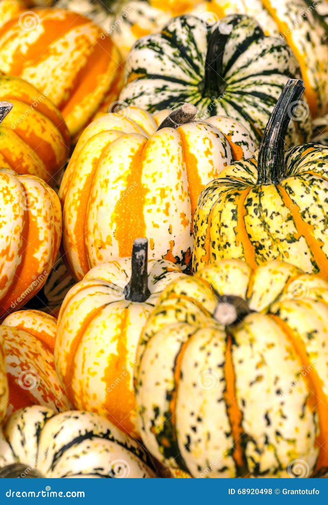 Pumpkins of Different Sizes Stock Photo - Image of colors, pumpkin ...