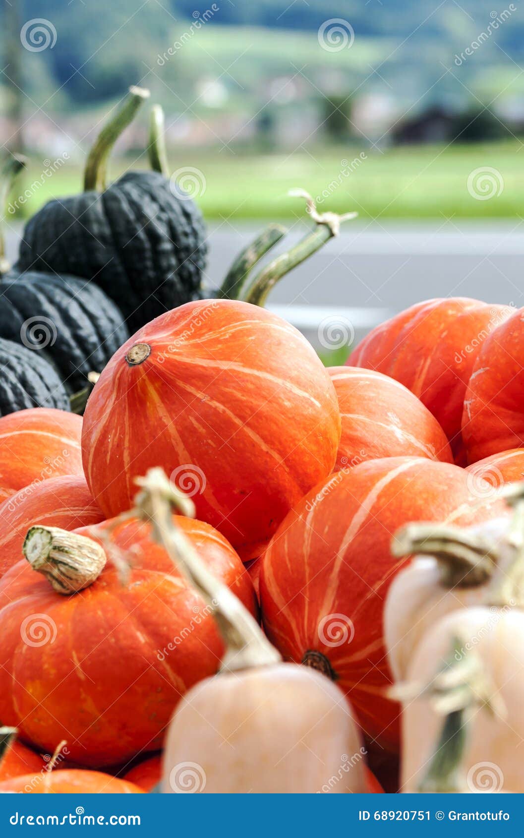 Pumpkins of Different Sizes Stock Image - Image of food, farm: 68920751
