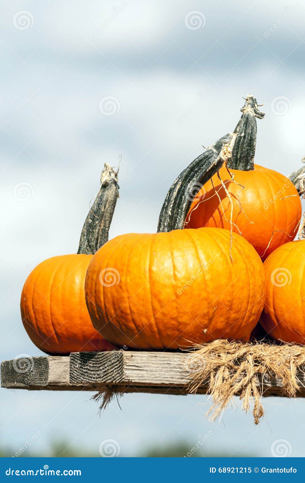 Pumpkins of Different Sizes Stock Image - Image of next, vegetable ...
