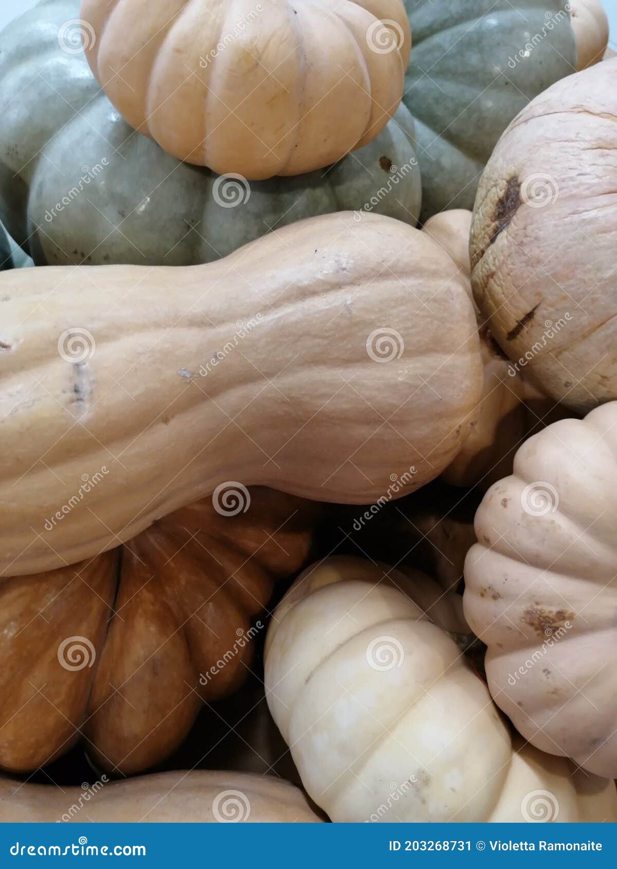Pumpkins of Different Sizes and Shapes are in a Heap Stock Image ...