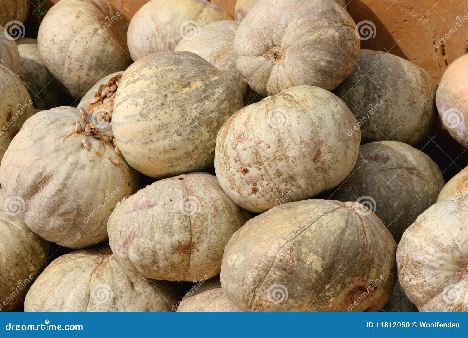 Pumpkins drying stock photo. Image of fodder, edible - 11812050