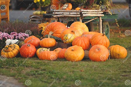 Pumpkins in fall stock image. Image of festive, decoration - 3361505