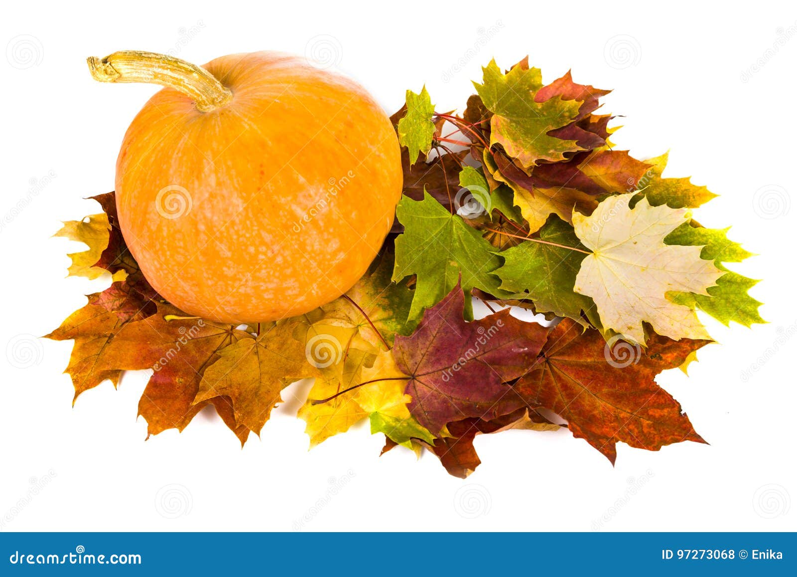Pumpkins and fall leaves stock photo. Image of holiday - 97273068