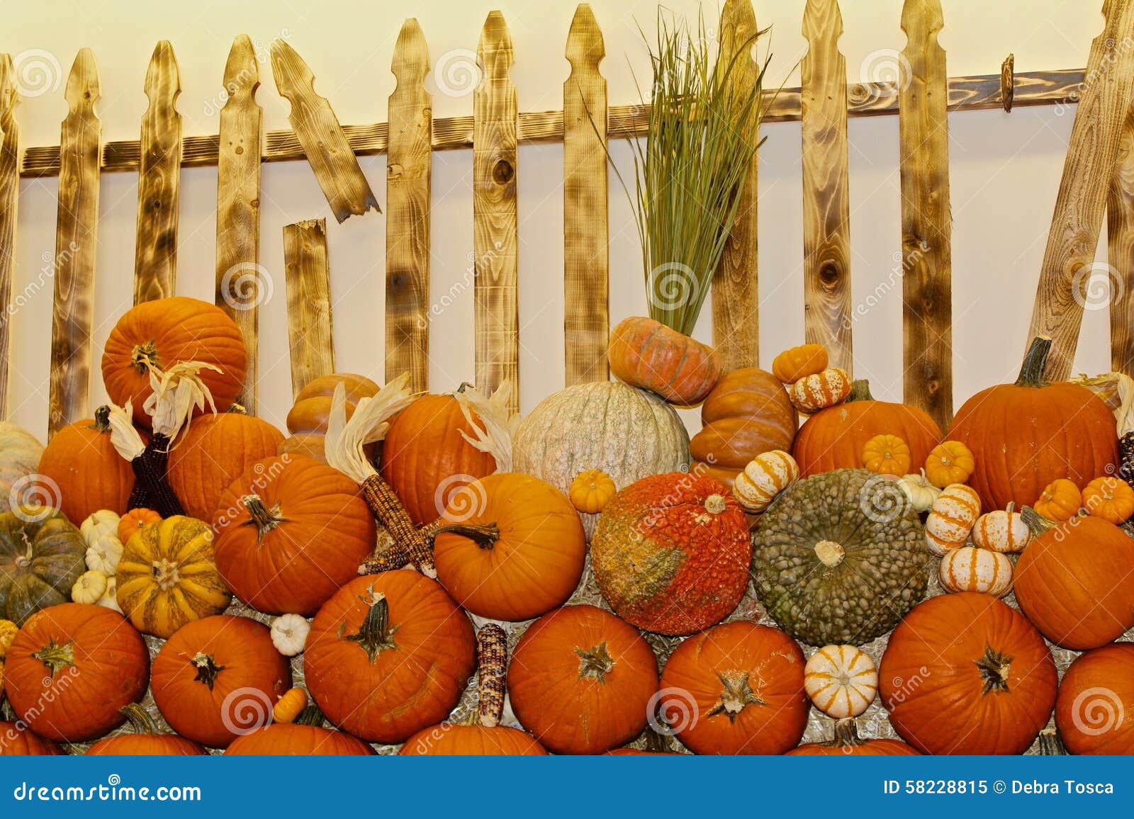 Pumpkins fence stock image. Image of halloween, thanksgiving - 58228815