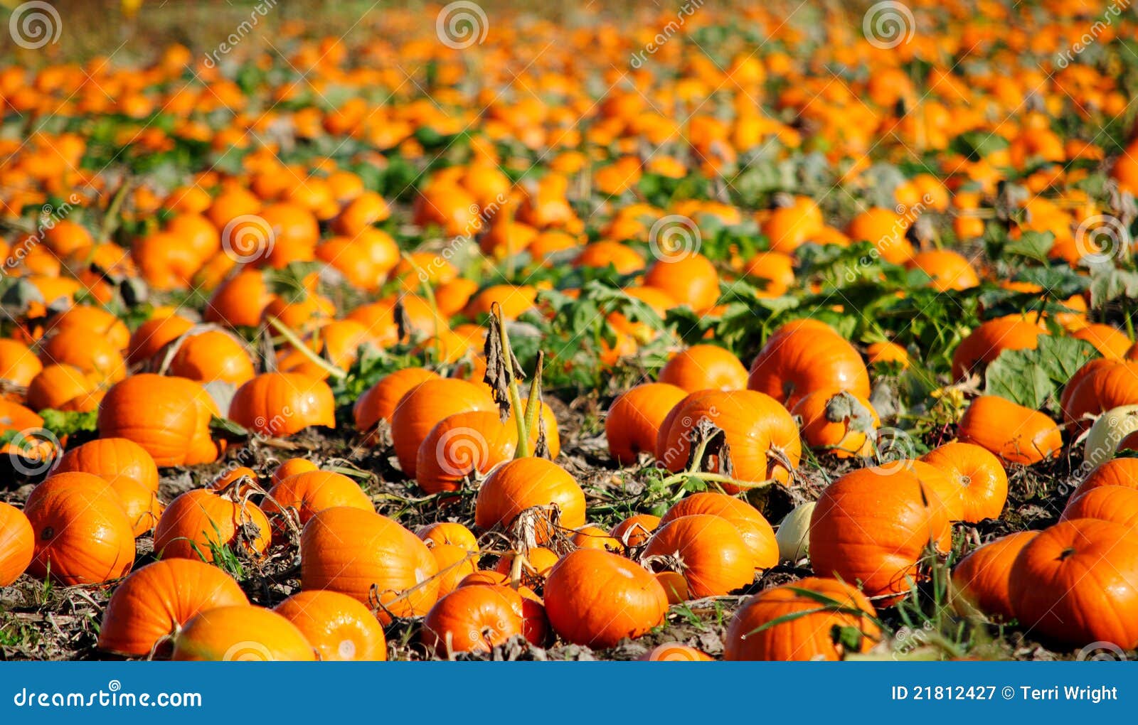 Pumpkins in a field stock image. Image of autumn, season - 21812427