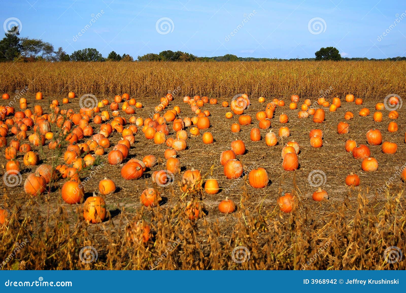 Pumpkins in field stock photo. Image of fall, colorful - 3968942