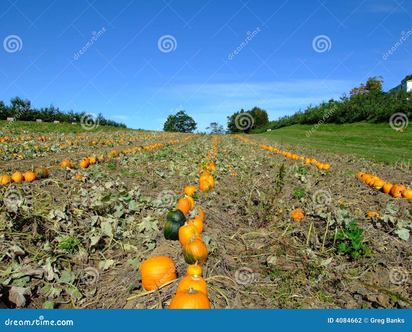 Pumpkins in field stock photo. Image of lunenburg, nutrition - 4084662