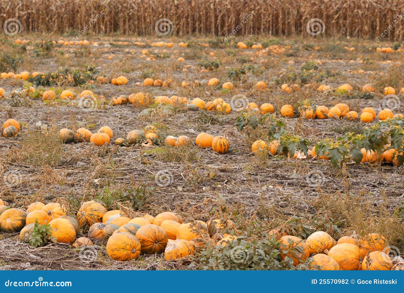 Pumpkins Field Autumn Scene Stock Photo - Image of country, agriculture ...