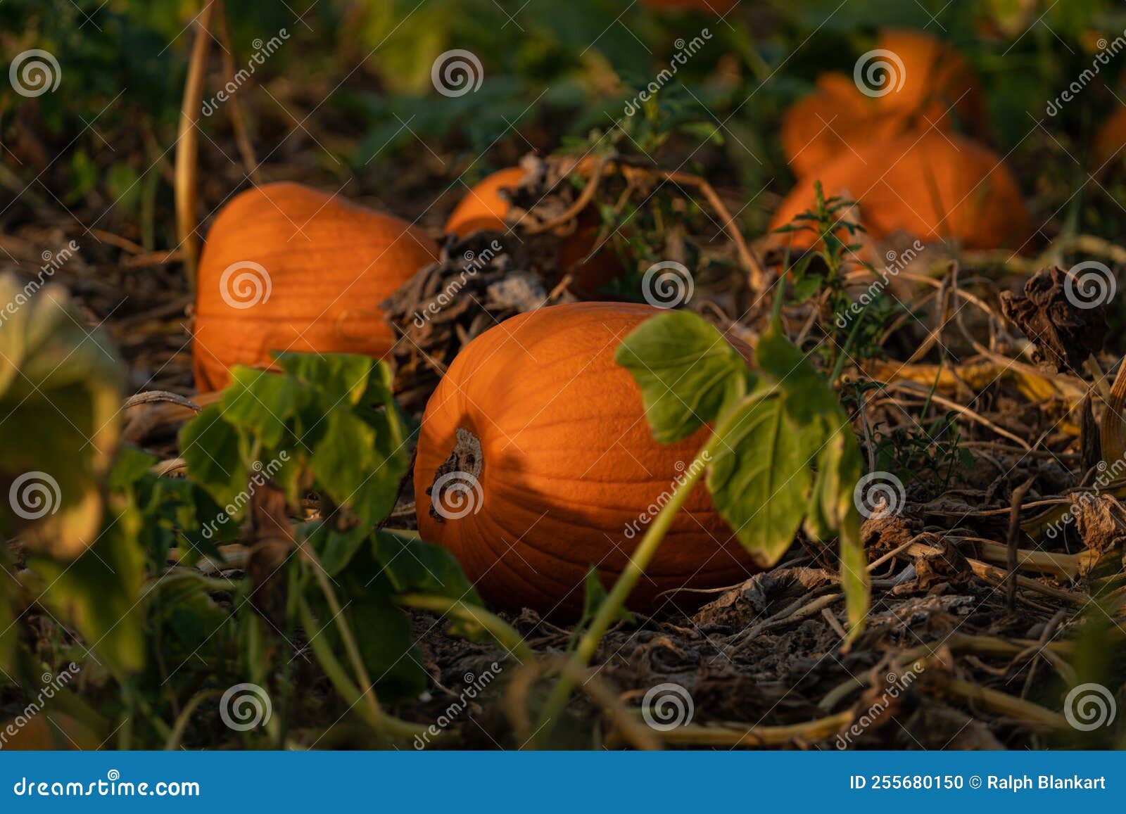 Pumpkins on the Field in the Evening Sunlight. Stock Photo - Image of ...