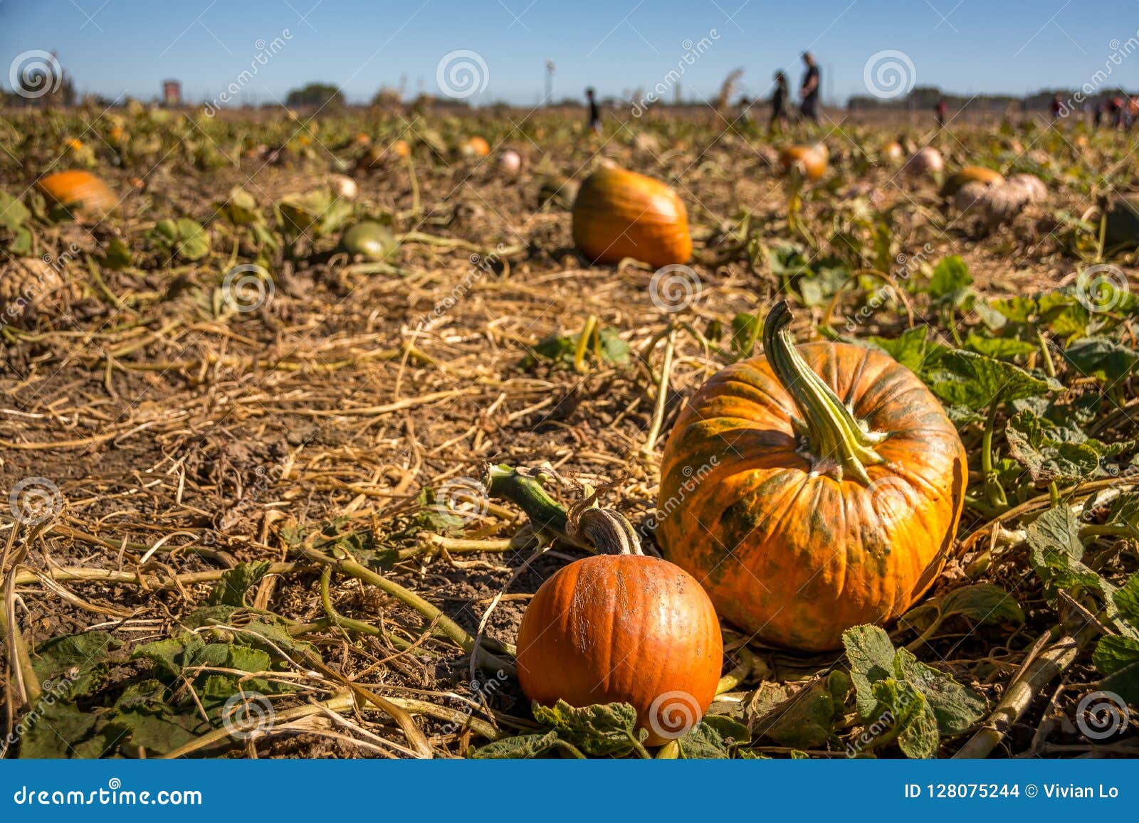 Pumpkins in the field stock photo. Image of squash, farm - 128075244