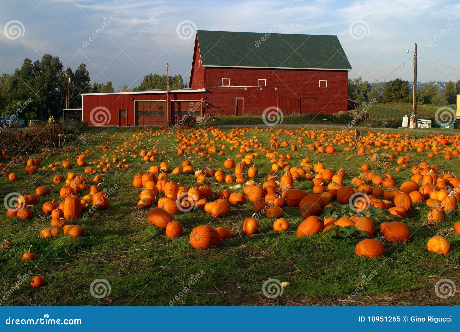 Pumpkins in the Field, Portland Oregon. Stock Image - Image of portland ...