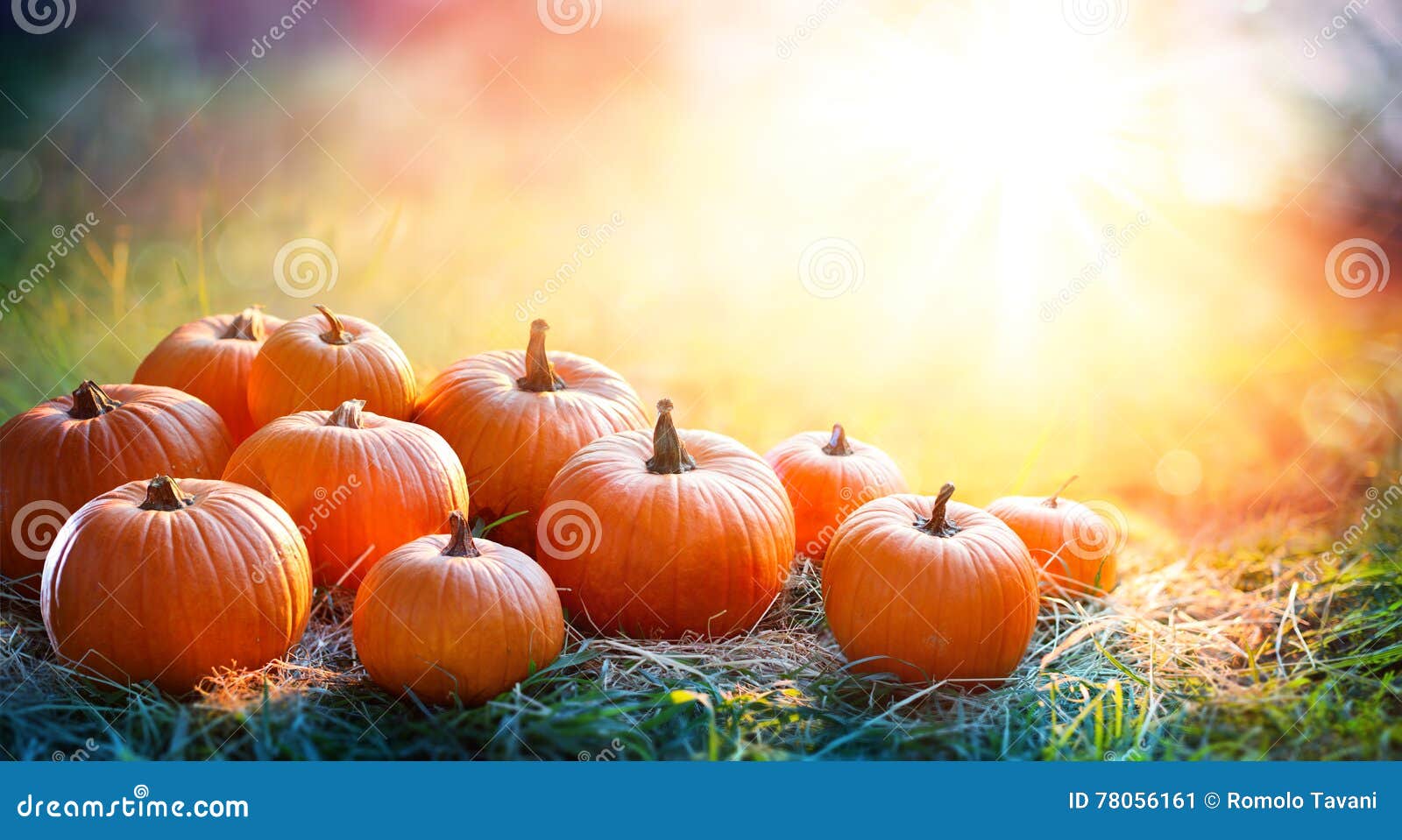 Pumpkins in the Field at Sunset - Thanksgiving Stock Image - Image of ...