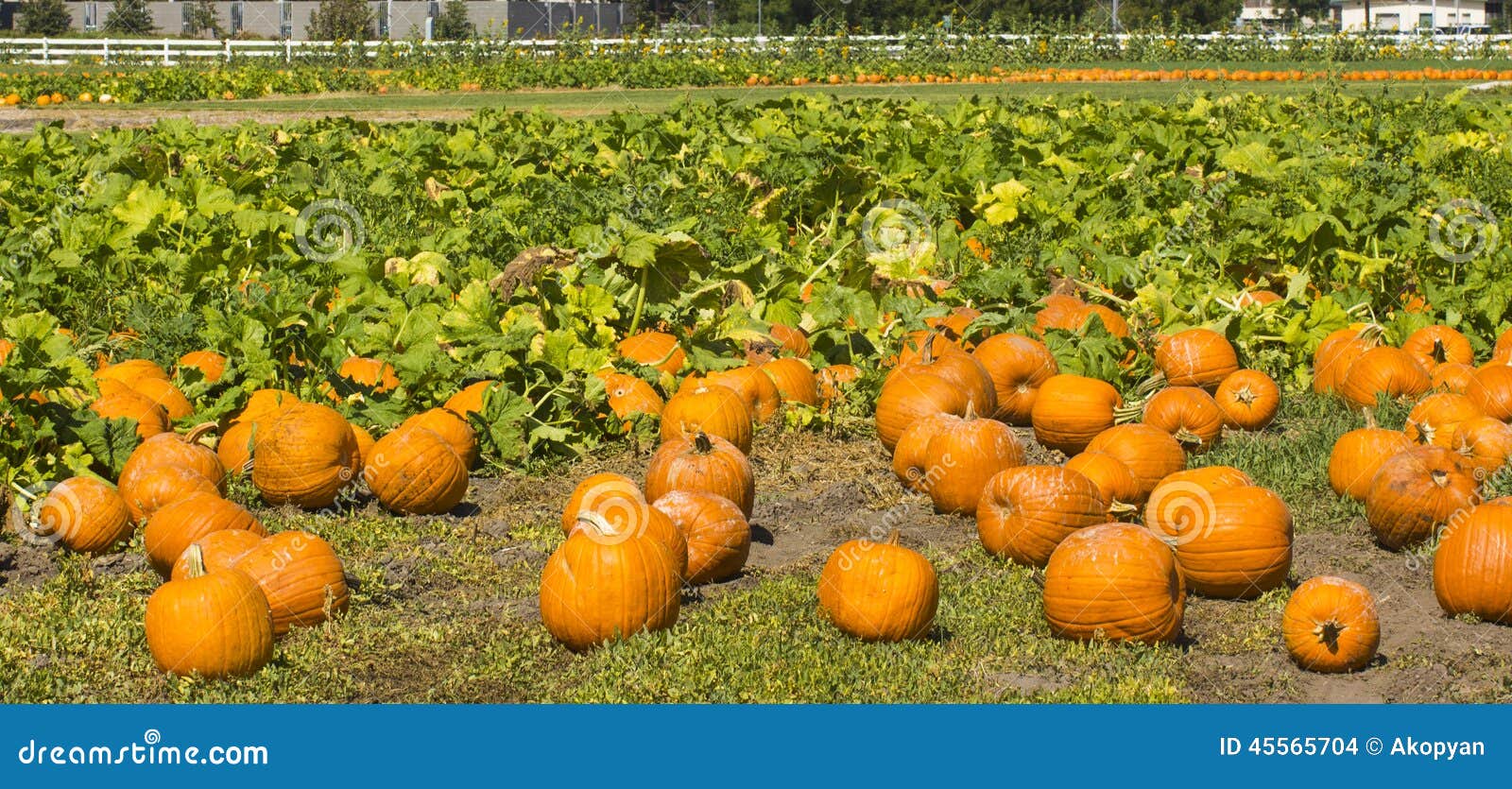 Pumpkins on the field stock photo. Image of food, fall - 45565704