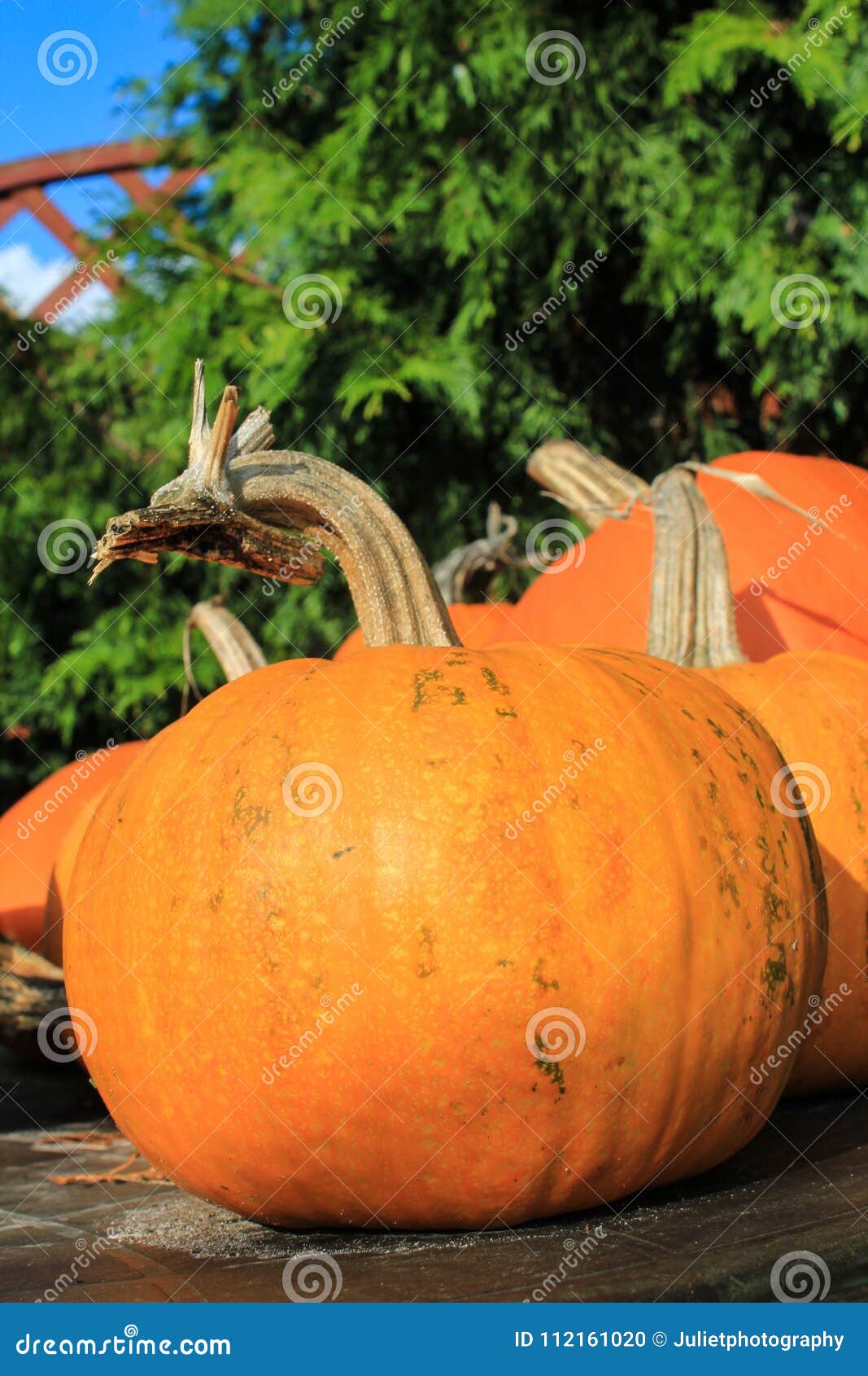 Pumpkins in the Garden, Close Up Shot Stock Photo - Image of crops ...