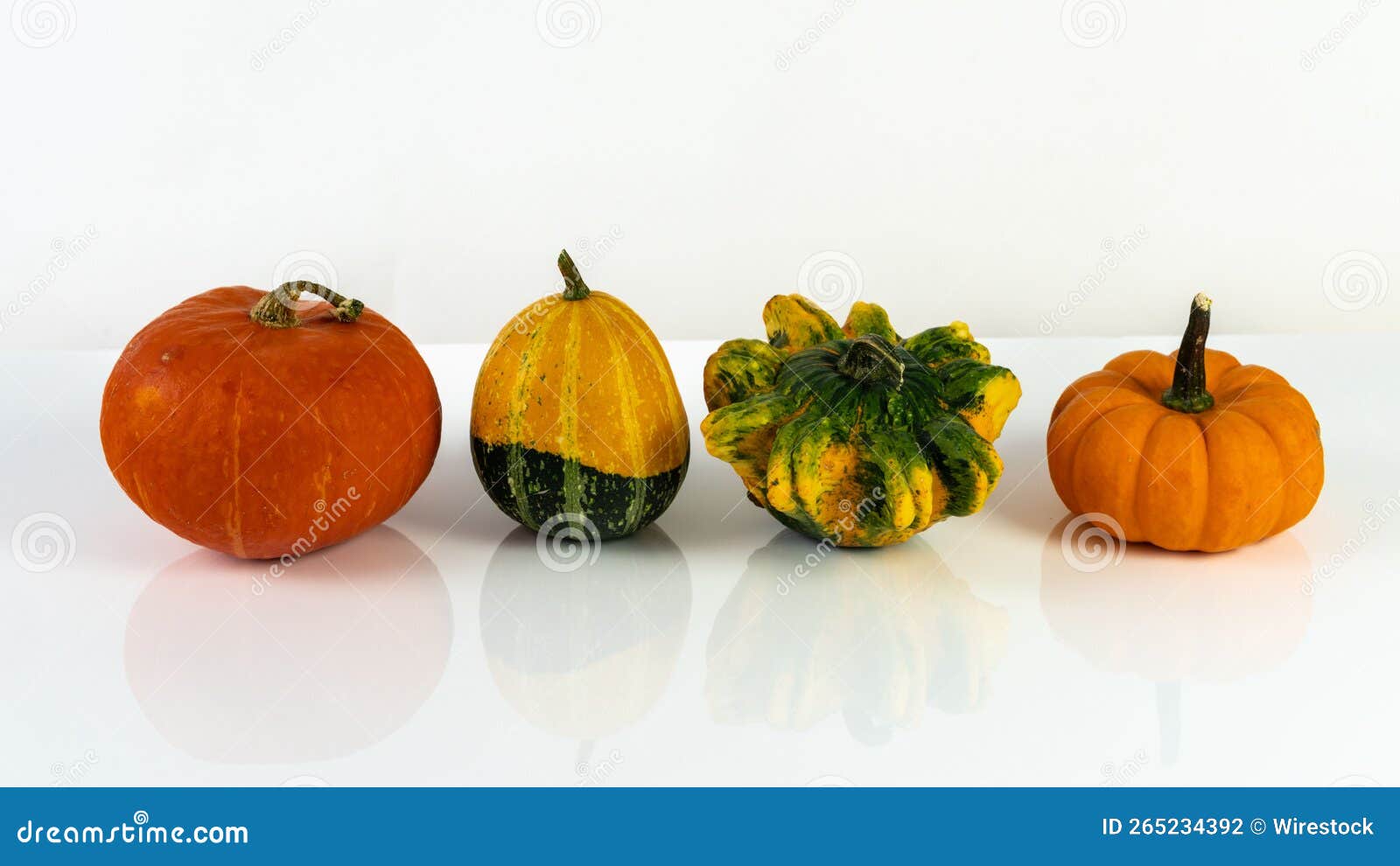 Pumpkins and and Gourd Bumpy Orange on White Background with Copy Space ...