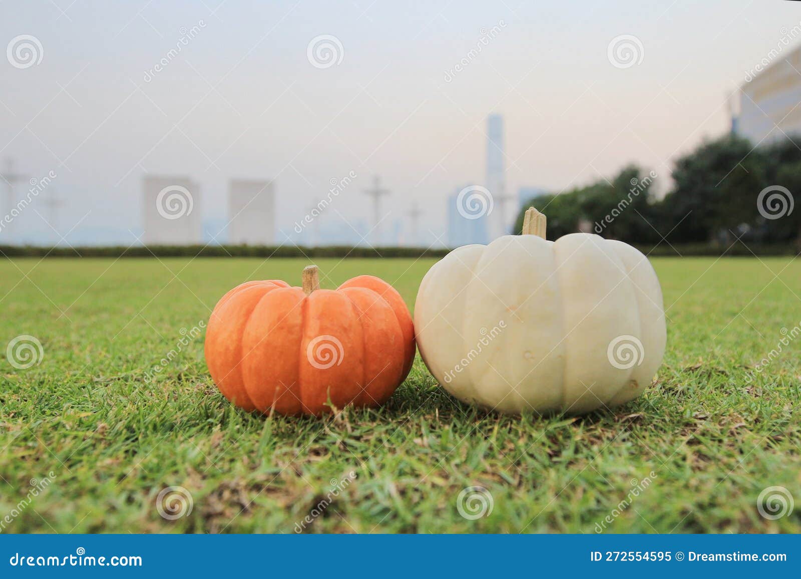 The Pumpkins on Grass. Great Image for Fall Stock Image - Image of ...