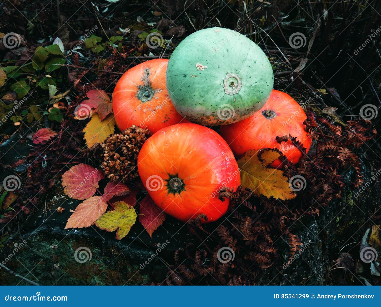 Pumpkins stock image. Image of gourd, leaves, samhain - 85541299