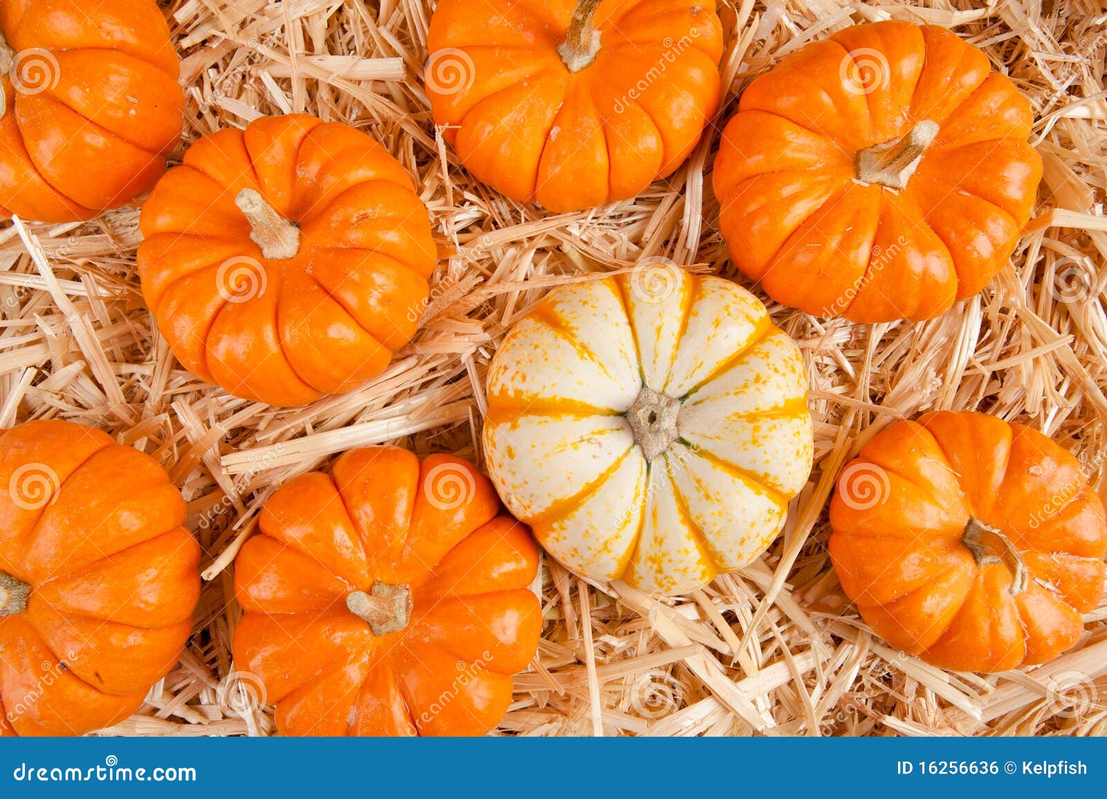 Pumpkins on hay stock photo. Image of studio, ornate - 16256636