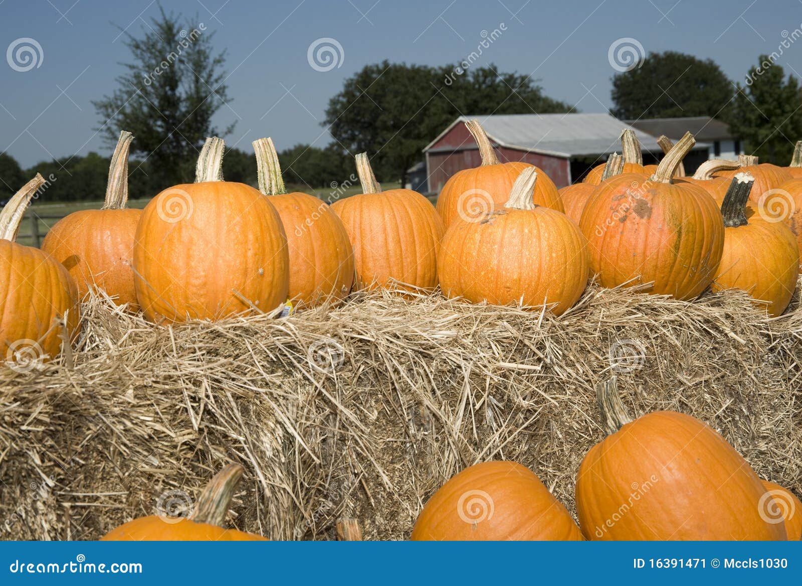 Pumpkins on hay stock image. Image of pumpkins, patch - 16391471