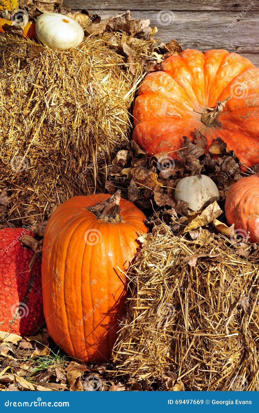 Pumpkins on Hay Bales at Harvest Time Stock Image - Image of decorative ...
