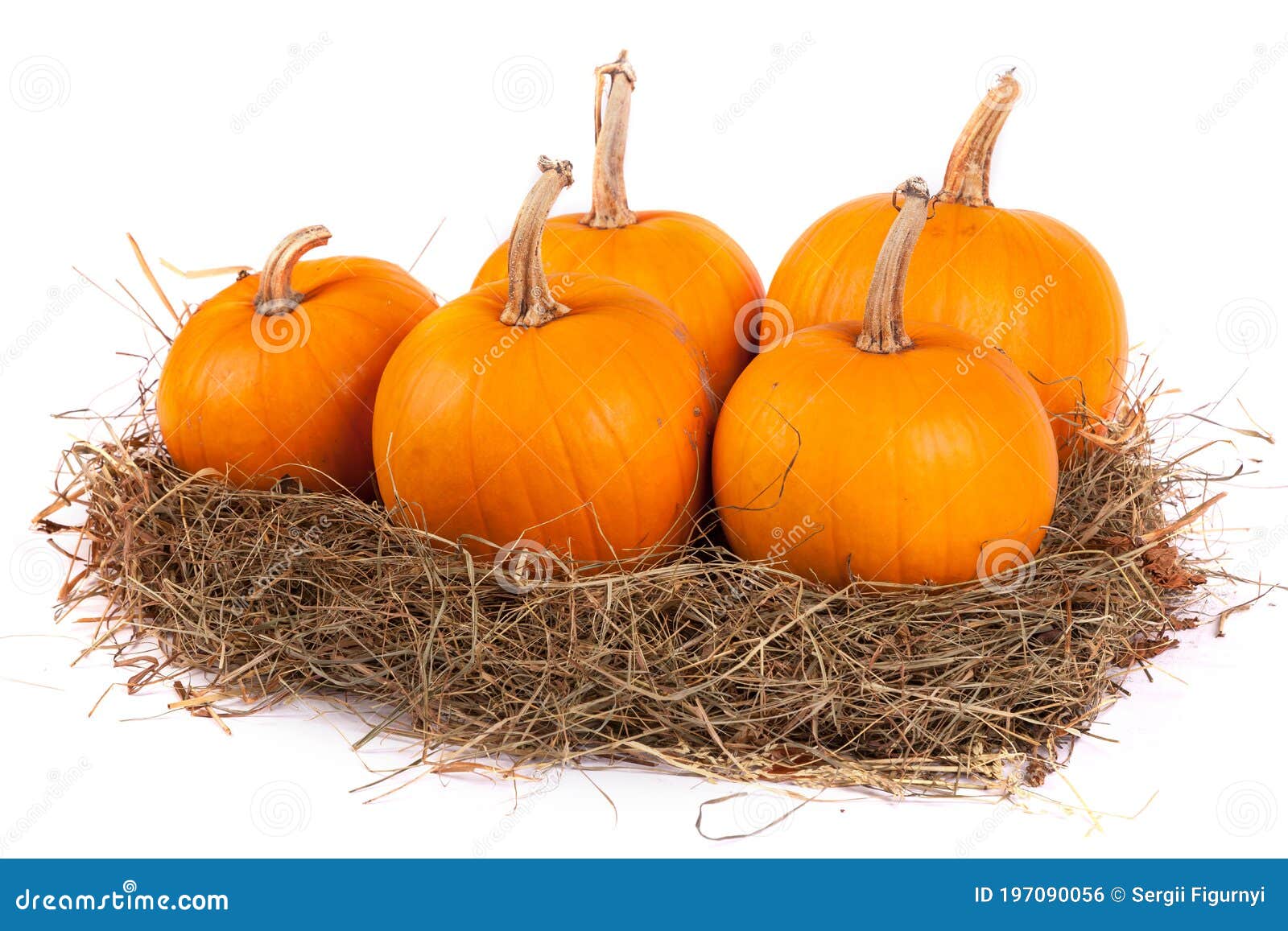 Pumpkins on hay stock photo. Image of background, mini - 197090056