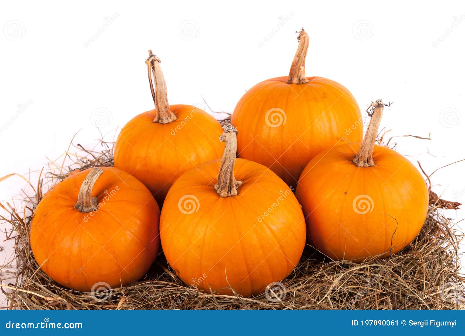 Pumpkins on hay stock image. Image of gourd, october - 197090061