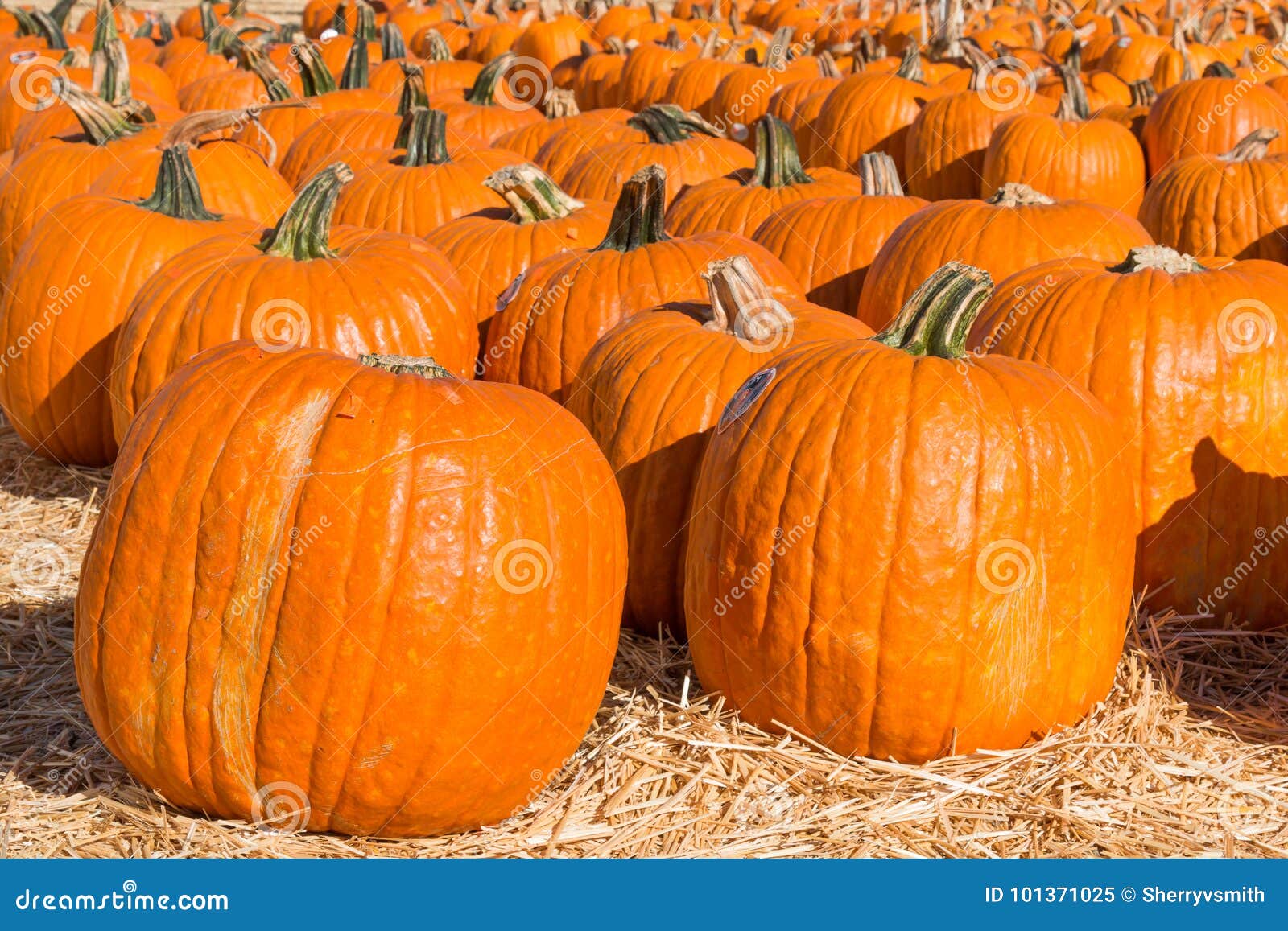 Pumpkins in Hay at a Pumpkin Patch Stock Image - Image of october ...