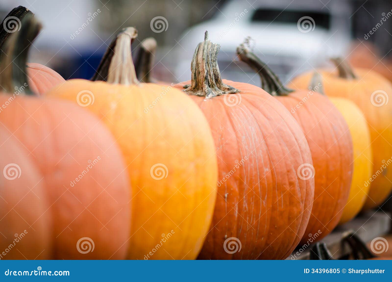 Pumpkins stock image. Image of large, carve, green, decorate - 34396805
