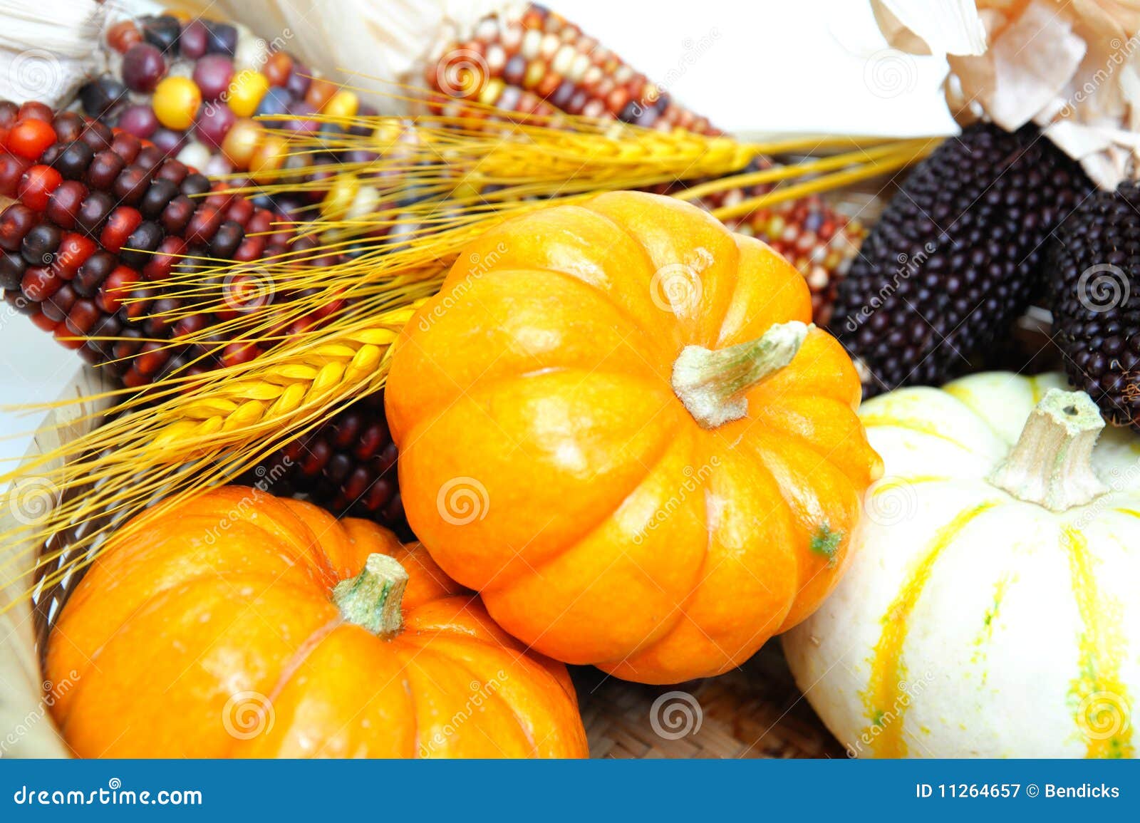 Pumpkins and Indian Corn stock image. Image of wheat - 11264657