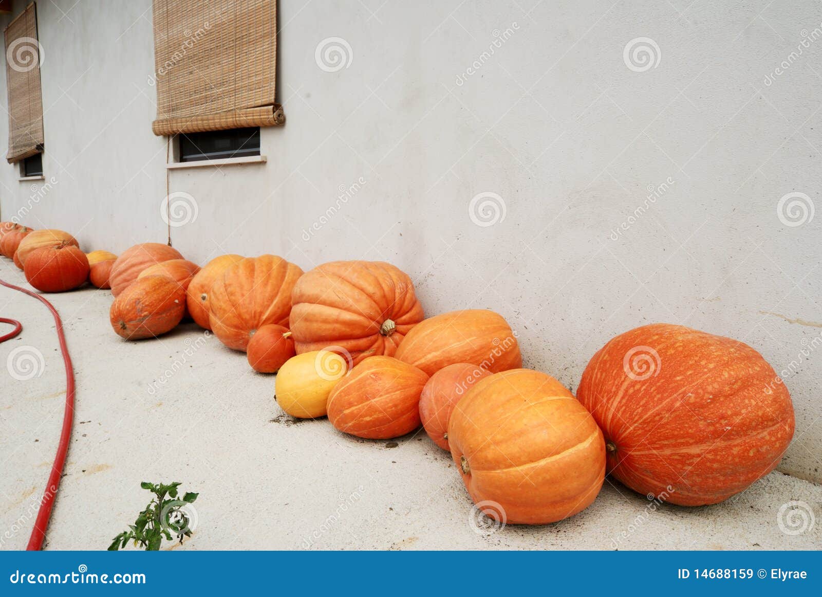 Pumpkins in a line stock image. Image of growing, orange - 14688159