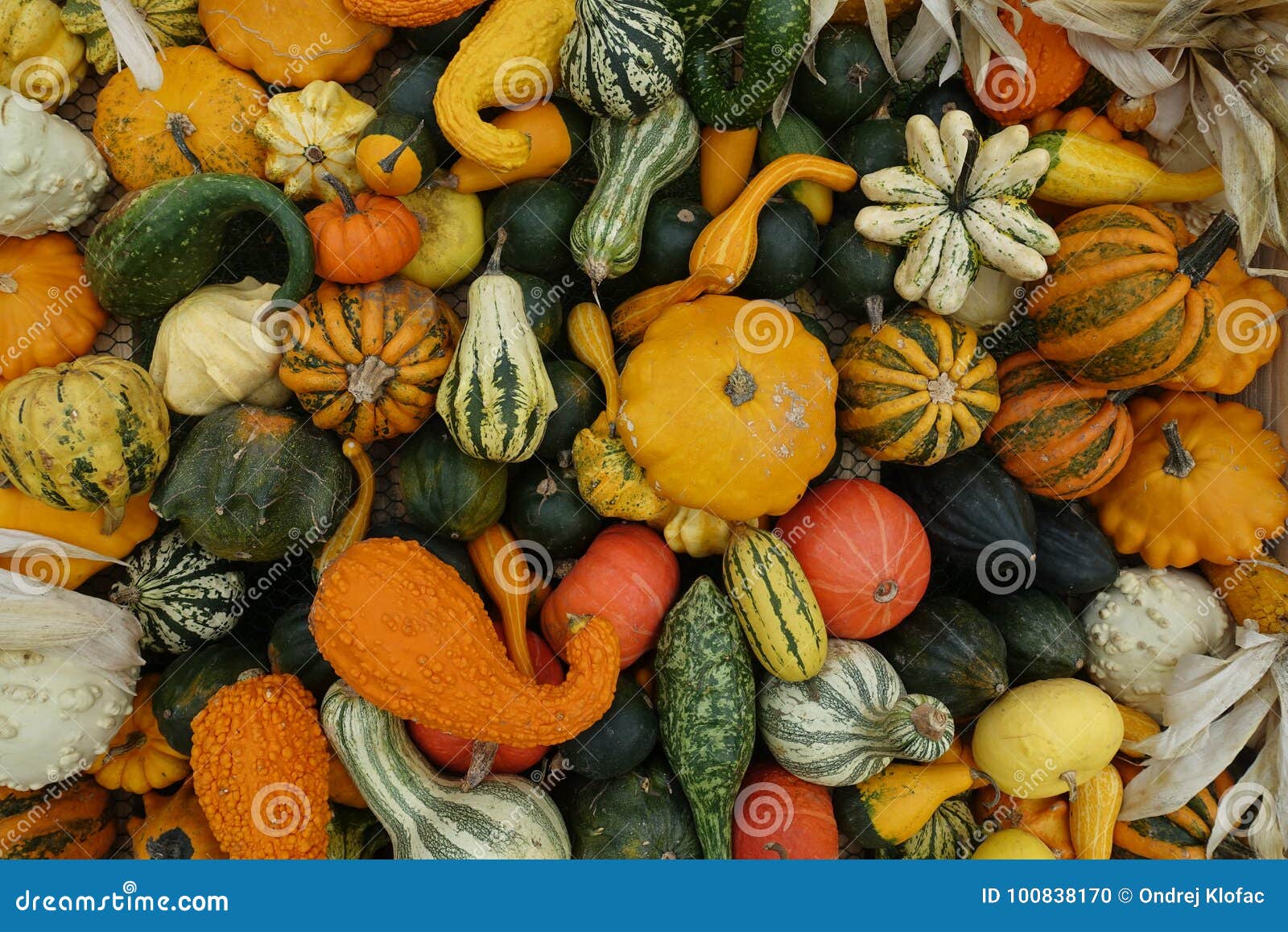 Pumpkins Mix of Various Colors and Varieties Stock Photo - Image of ...