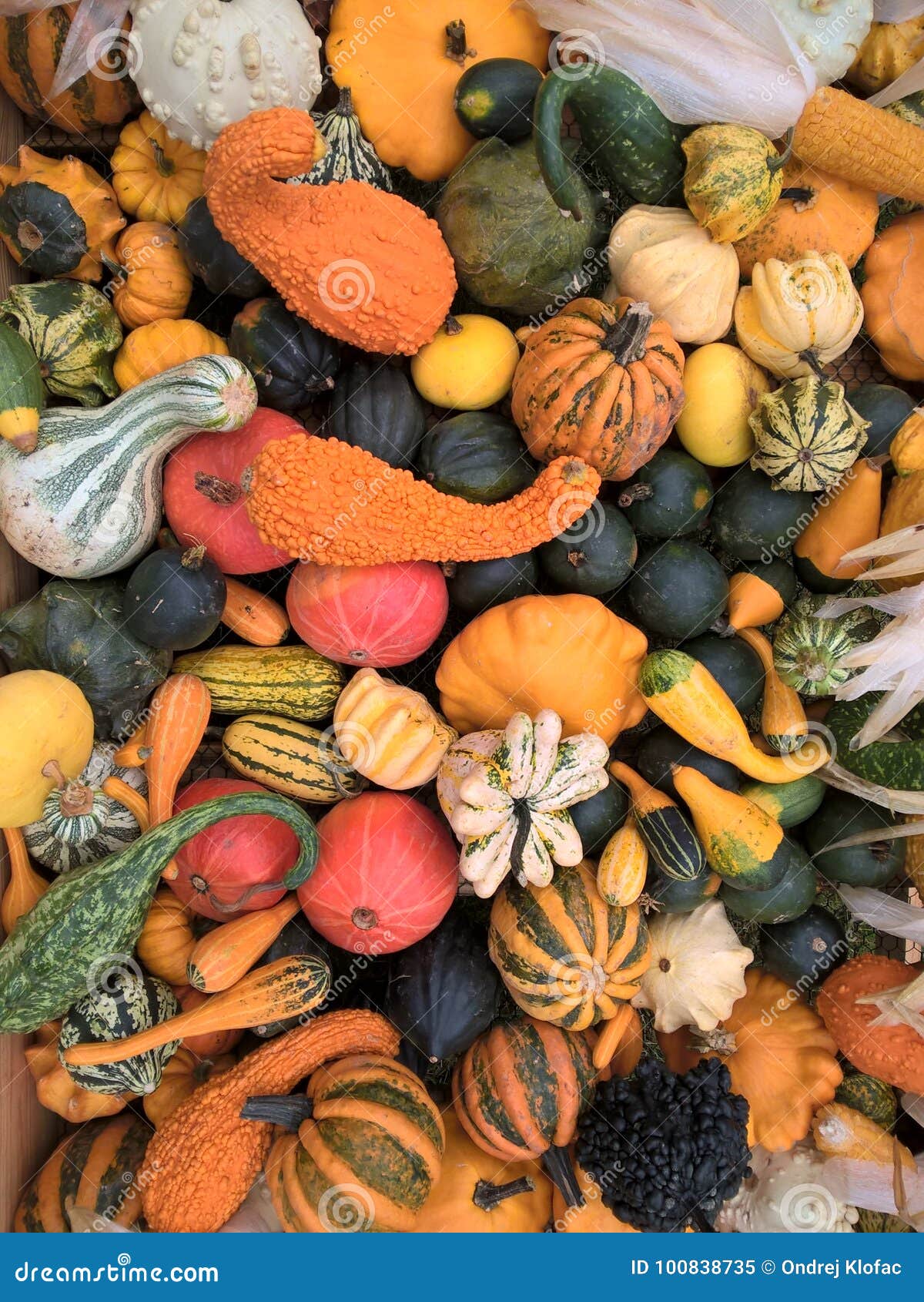 Pumpkins Mix of Various Colors and Varieties Stock Image - Image of ...