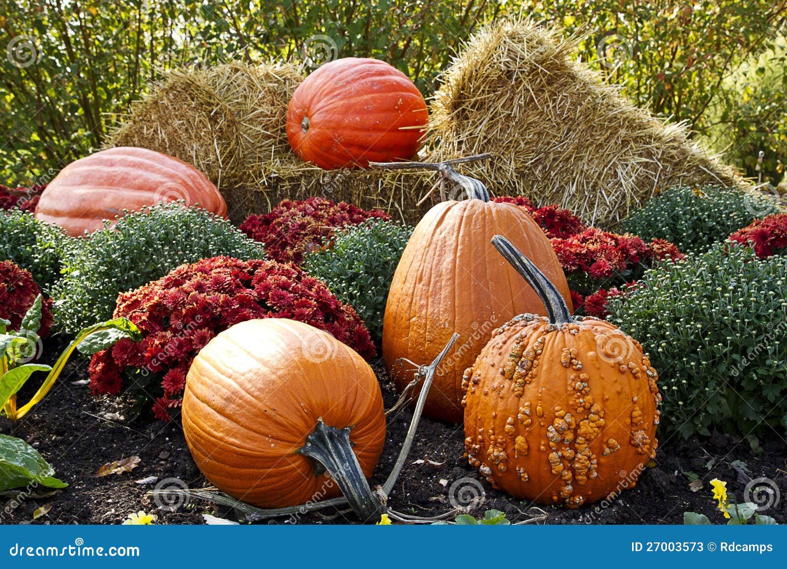Pumpkins, mums and hay stock image. Image of fall, green - 27003573